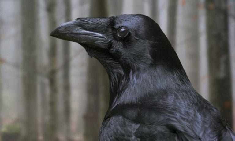 Karga Zekası Düşünülenden Çok Daha Fazla