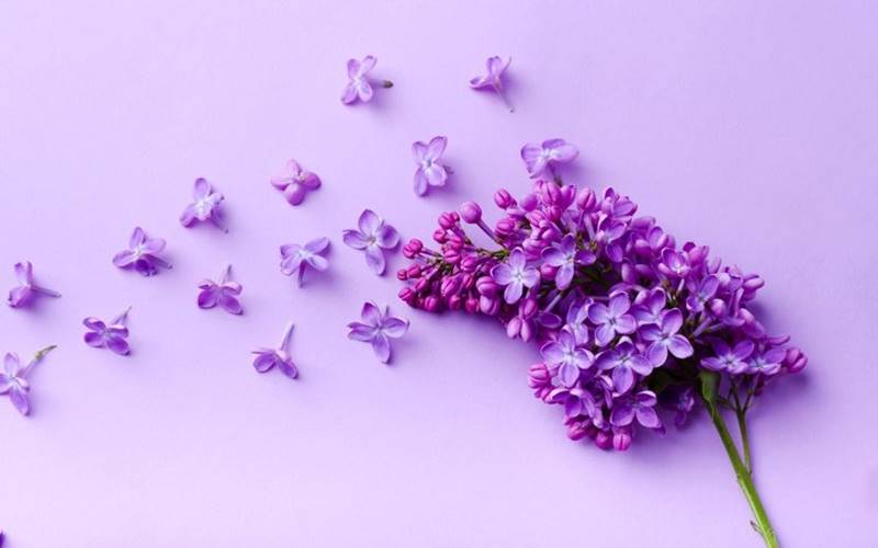 Krallar İçin Bir Boya: Tyrian Moru Nedir?