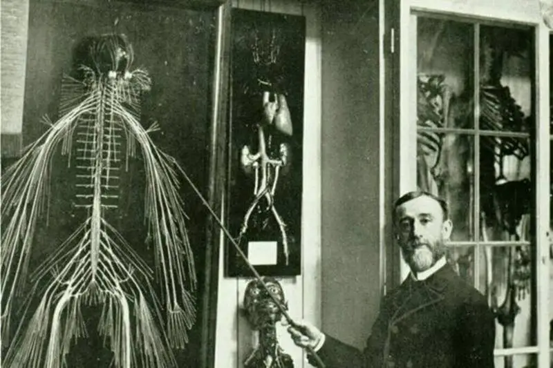 Harriet Cole'un Sinir Sistemi Bize Ne Anlatıyor?