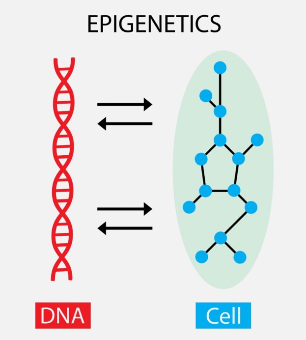 Epigenetik: Büyükannemizin Deneyimleri Genlerimizde İz Bırakıyor
