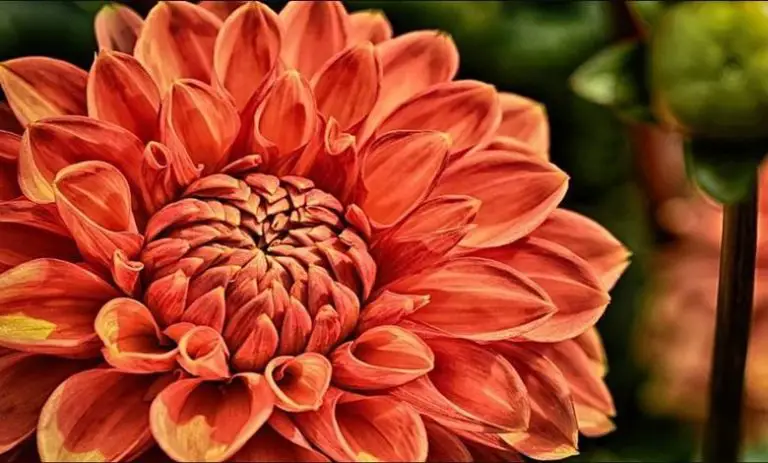 Çiçek Simetrisi Nedir? Çiçeklerin Simetrik Olmasının Bir Avantajı Var ...